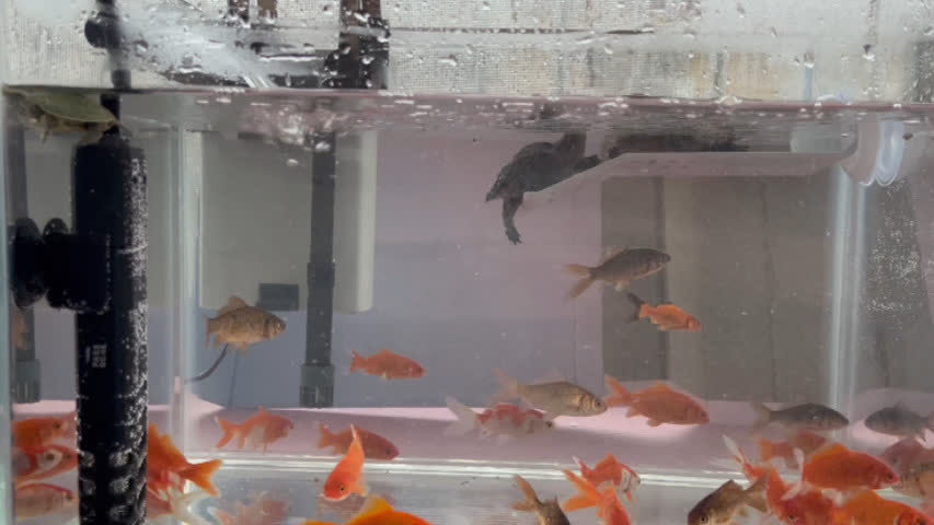 新手养龟~花俩天打造一个龟缸过滤系统