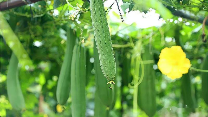 教你这样种丝瓜,结的瓜又大又多时间长,一次还摘不完