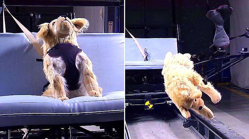 开车带狗狗真的安全吗?老外碰撞测试,系安全带反倒更不安全了?