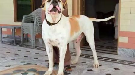 『天虎史诗巨献』天虎1号,巴基斯坦斗狗国家冠军Nolakhiya专辑