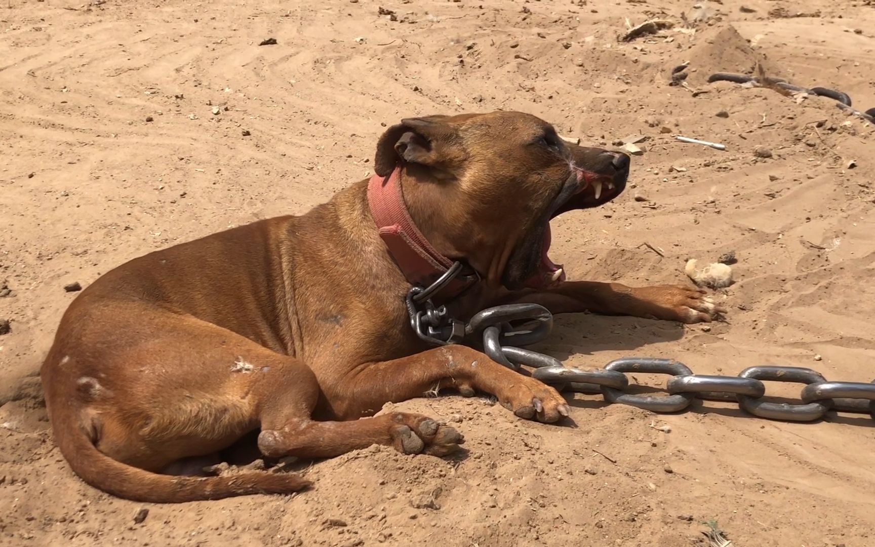 胆小勿入!凶猛比特犬意外开战,战斗结果一死一伤,难以想象!