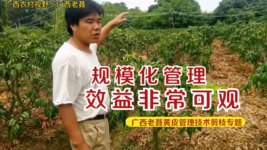 大规模种植鸡心黄皮应该采用这样管理方式,高产量摘果更方便!