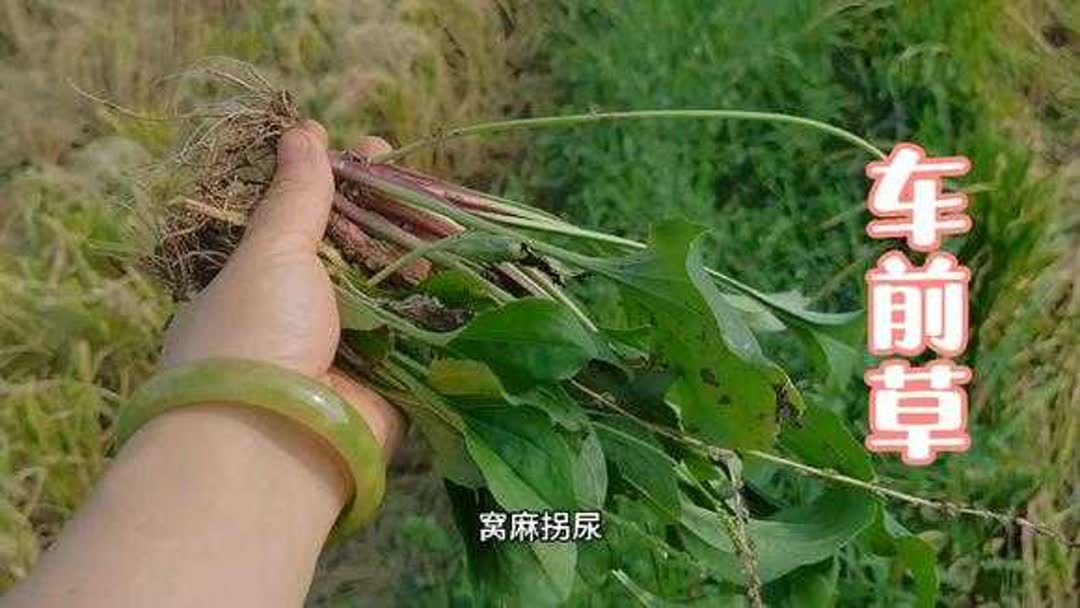 在农村车前草随处可见,它的用处你知道哪些?