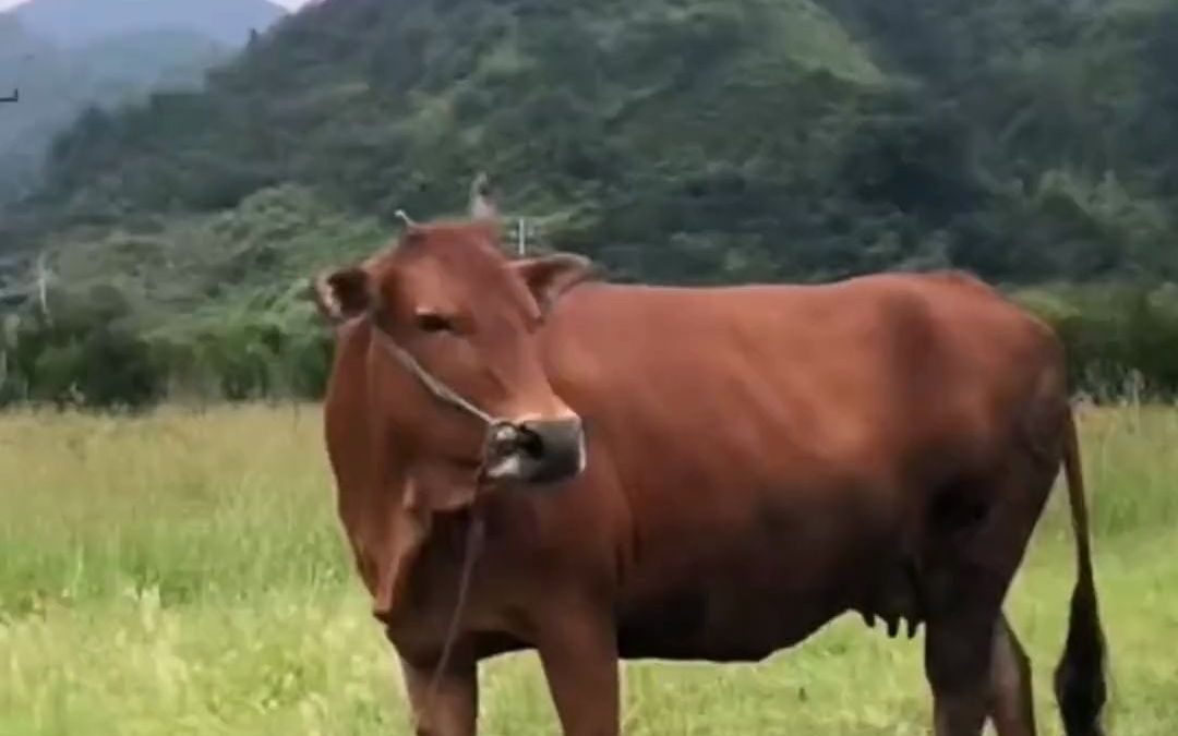 ...的山水风光,尘世纷扰,唯有这青山绿水不需要讨好～张家界空中田园