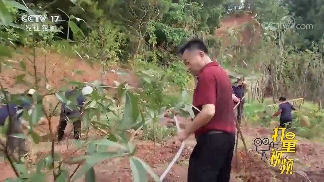 能赚钱吗?大哥放弃打工返乡承包百亩山林大量种植树木丨致富经