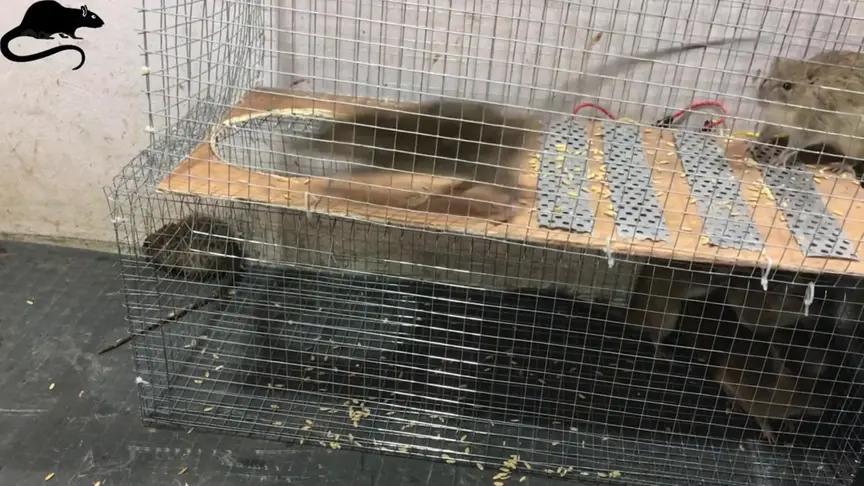 炸毛了,网友自制的电击捕鼠器,直接把老鼠电到了地下室