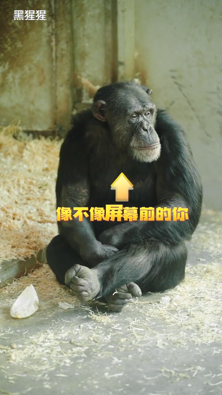 ...小动物们到底还藏着多少我们不知道的宝藏御寒技巧!#小动物过冬 #...