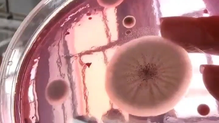 走,带你去看微生物的世界