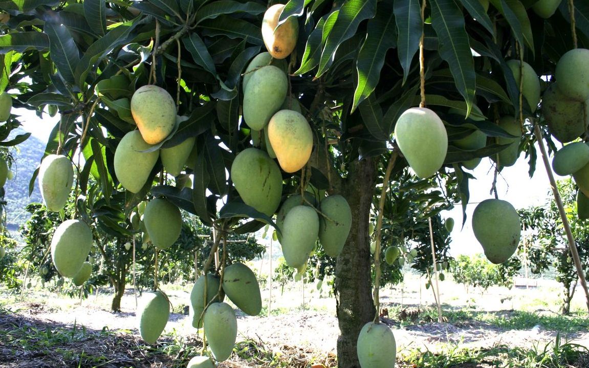芒果的种植技术 如何种植芒果 芒果种植一点通