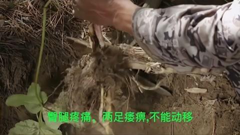 《神农本草经》之独活的功效简介