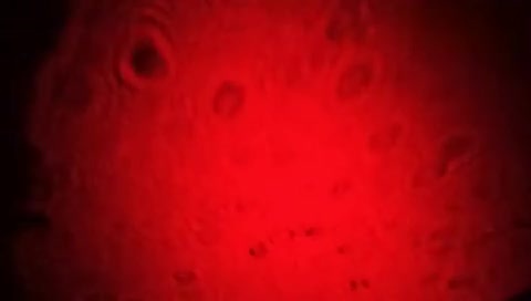 一滴水里面的细菌 自制简易显微镜[高清]