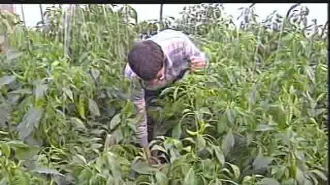 小米辣椒种植_露地辣椒种植技术视频