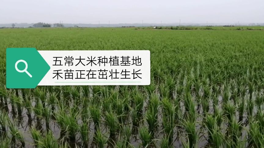 东北五常水稻禾苗正在茁壮生长,温度高生长快,创业是条漫长的路