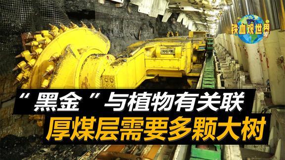 科学家发现,煤的形成与植物有关,9米厚的煤层不需要太高的大树