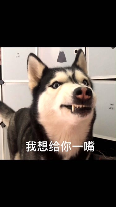 一只憨憨表情包