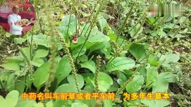 路边不起眼的野草,功效与作用到不少,看看车前草的作用与吃法