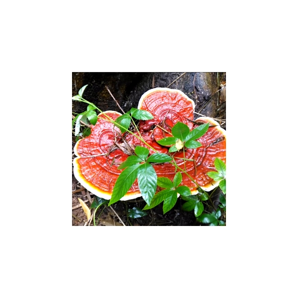 南宁野生灵芝 
