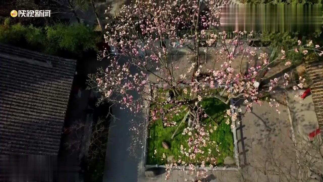 世界唯一400多年古旱莲再次绽放