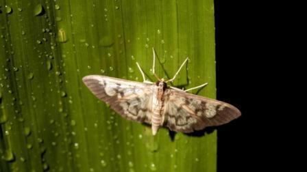 蚕茧慢慢蠕动一只漂亮的飞蛾从蚕茧中爬出露出一对亮丽的翅膀