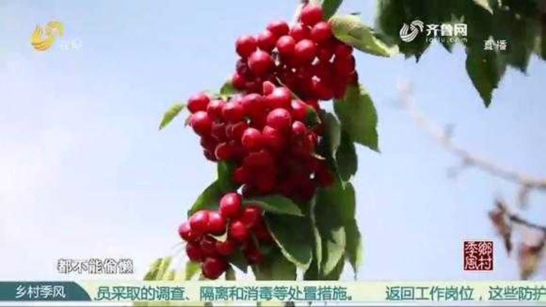 平原也能种樱桃?大叔种植精品大樱桃,创新企业化管理|乡村季风