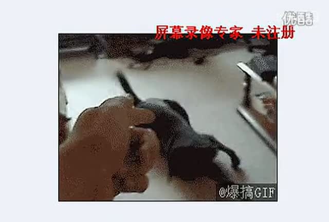 搞笑狗狗动态图片