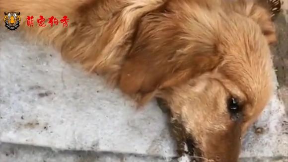 养狗知识,狗狗中毒的解决方法