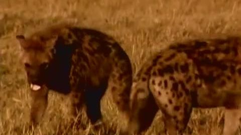 鬣狗怪异动物拥有奇葩的生殖系统,它们是如何生孩子的