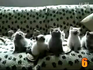 全球10大有才猫咪排行榜