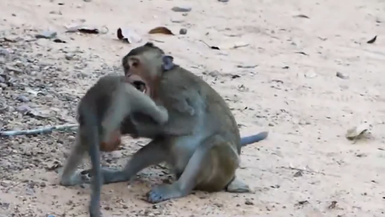 大猴子欺负小猴子,小猴子又欺负更小的,这是猴界肉弱强食?可怜啊