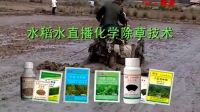 水稻水直播化学除草技术