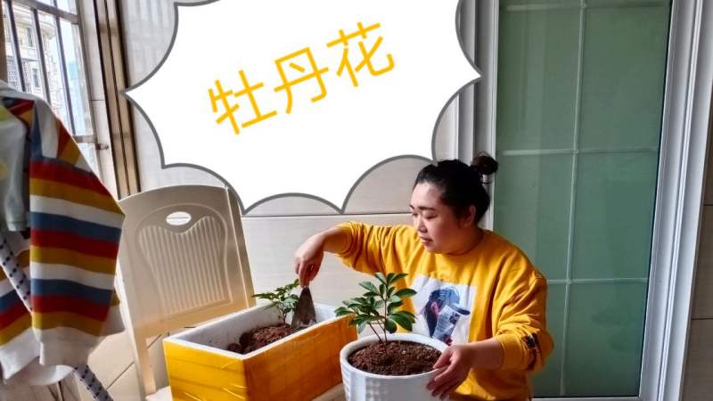 今天把两棵牡丹花移栽成盆景,放在家里,又好看又漂亮