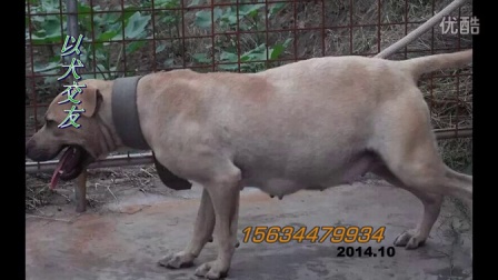 牛逼的比特犬 秒杀藏獒