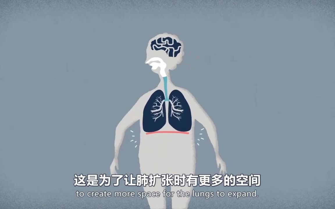 肺是如何工作的?