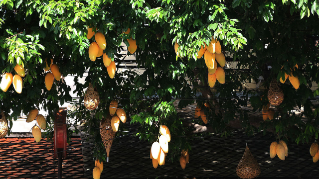 种植历史追溯到4000年前,古老的芒果树有哪些种植技巧