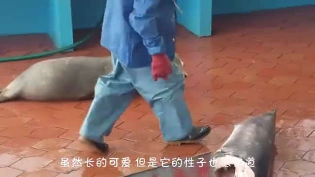 海狮偶遇海龟,强行上车不买票,海狮:能不能快点!