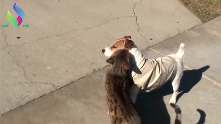 恶狗撕咬儿童,猫咪护主上前与其打斗,真是厉害了