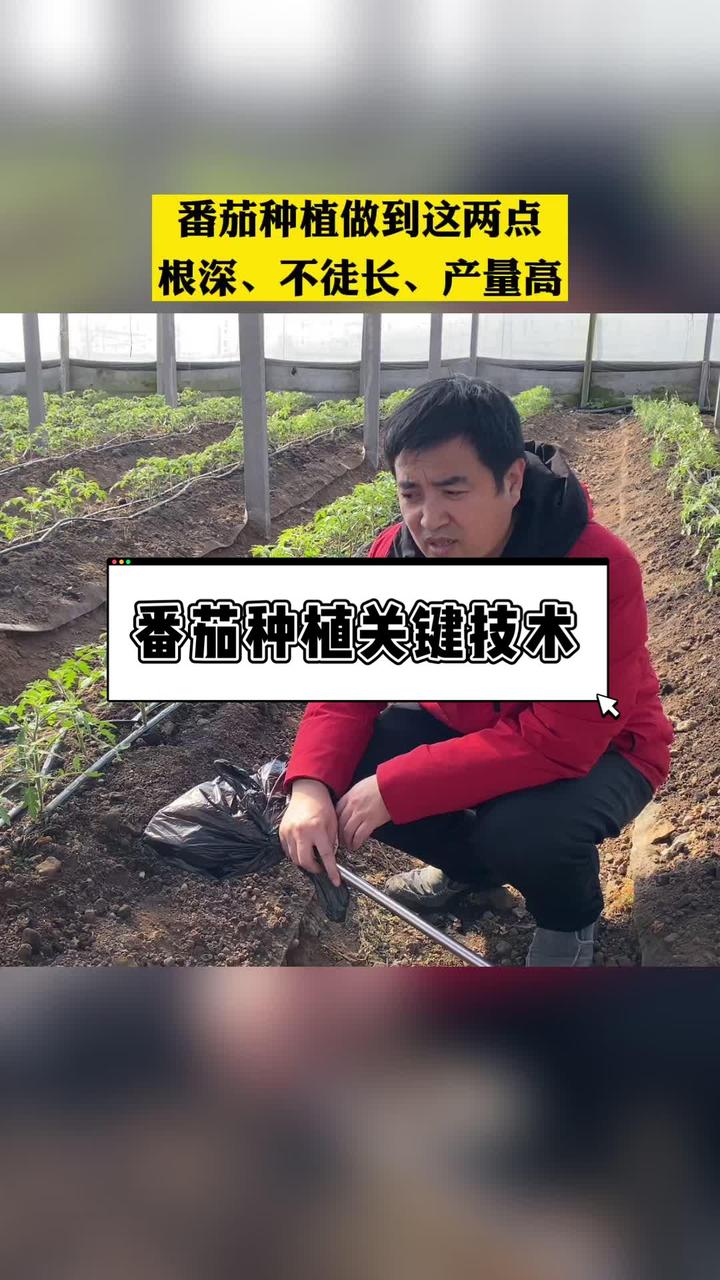 种植番茄做到这两点、根深、不徒长、产量高#农业技术 #种植技术 #...