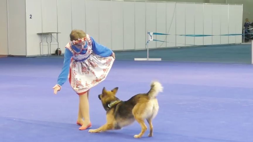 狗和主人舞蹈表演,舞技精湛,跳跃的瞬间太帅了