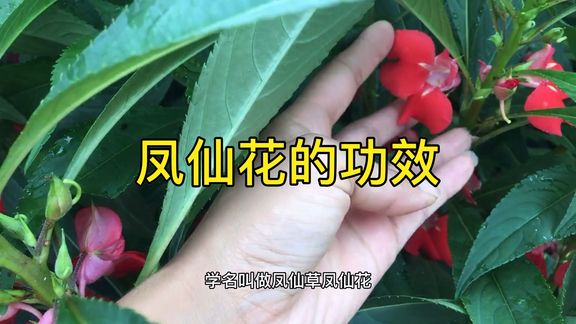 梅子梅发现了一堆凤仙花,有有一米多好,它有哪些功效呢