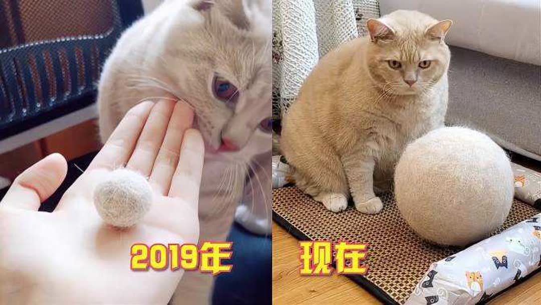 神操作!女子用猫咪掉下的毛做“玩具”,2年多后的成品惊呆网友