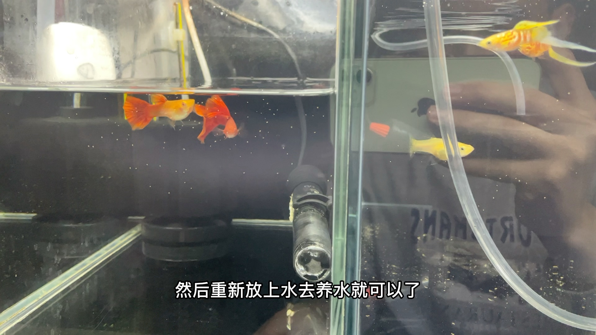 孵化器放到鱼缸里孵化丰年虾,新鱼缸消毒常用的三个方法