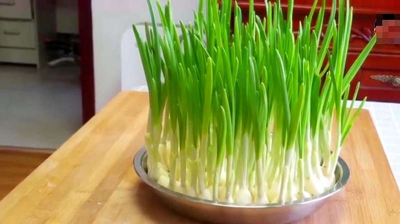 不用土也能种蒜苗,1根棉线就搞定,学会不用花钱出去买了