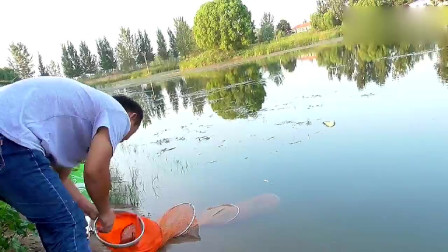 这里的白条实在太大了,钓着太过瘾了