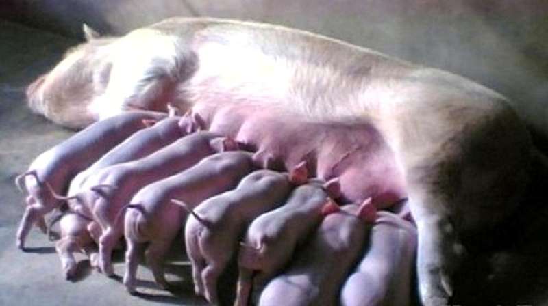 养猪场赚不赚钱,母猪是关键!看完原来这样能提高利润!