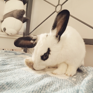 棪木木 