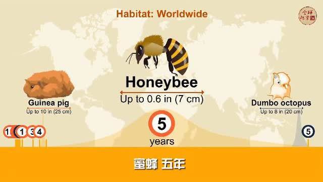 动物寿命排行榜,排名第一的永生不死