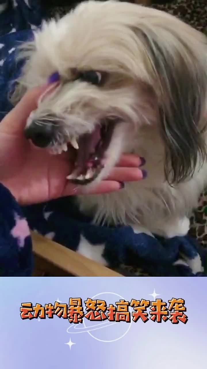 动物生气爆笑来袭