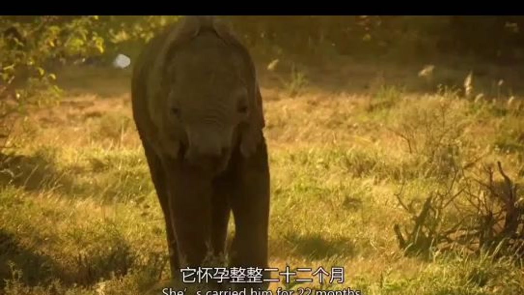 动物的幼崽成长里程