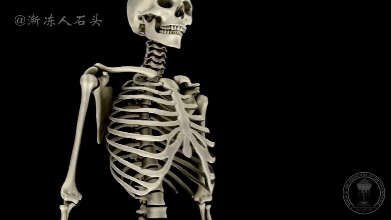 脊髓结构3D演示-中枢神经-神经解剖学-灰质白质-油管熟肉