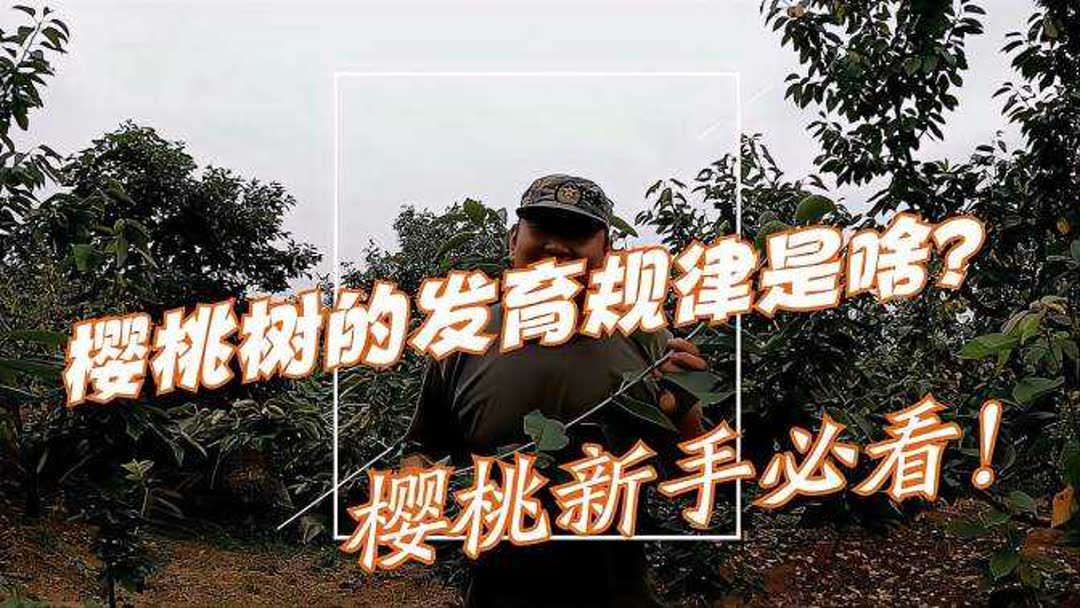 种植新手要想种好大樱桃,掌握了生长规律,成功近在眼前